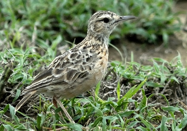 Beesley's Lark