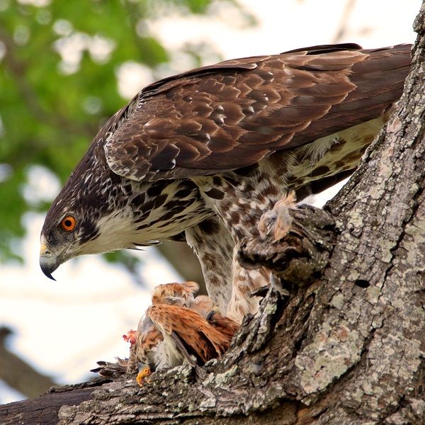 Ayres Hawk Eagle