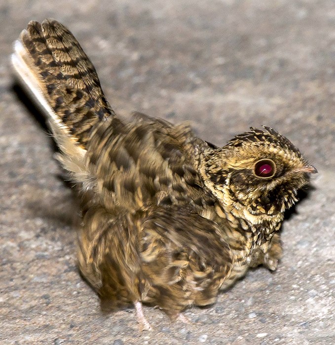 Swamp Nightjar