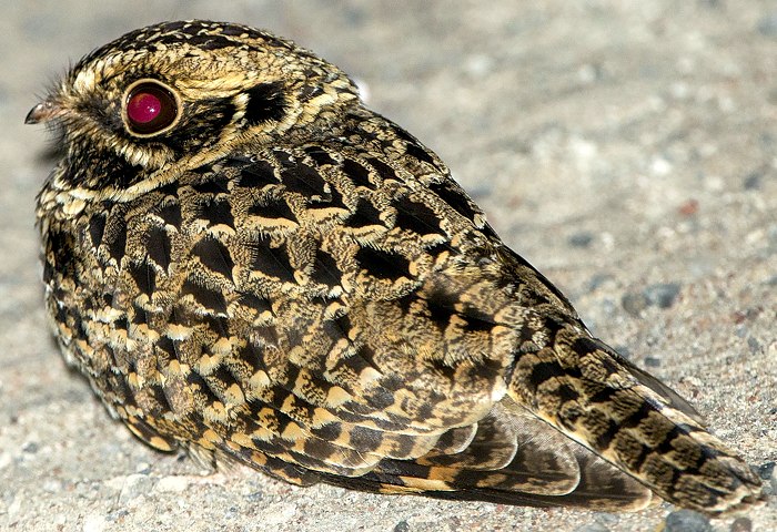 Swamp Nightjar