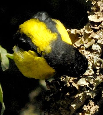 Brown-capped Weaver