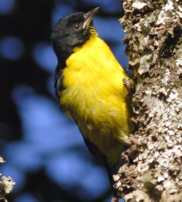 Brown-capped Weaver