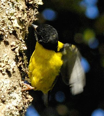 Brown-capped Weaver