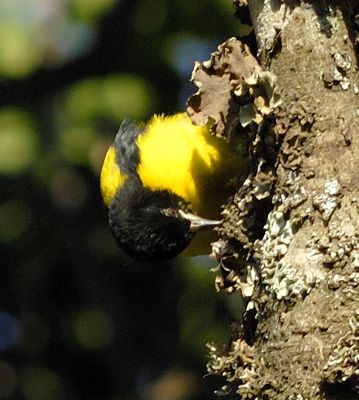 Brown-capped Weaver