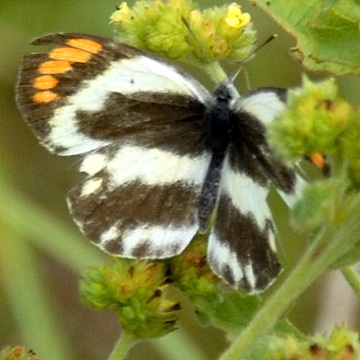 Smoky Orange Tip