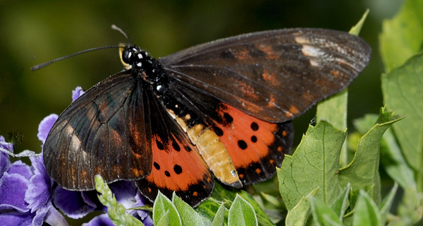 Large Spotted Acraea